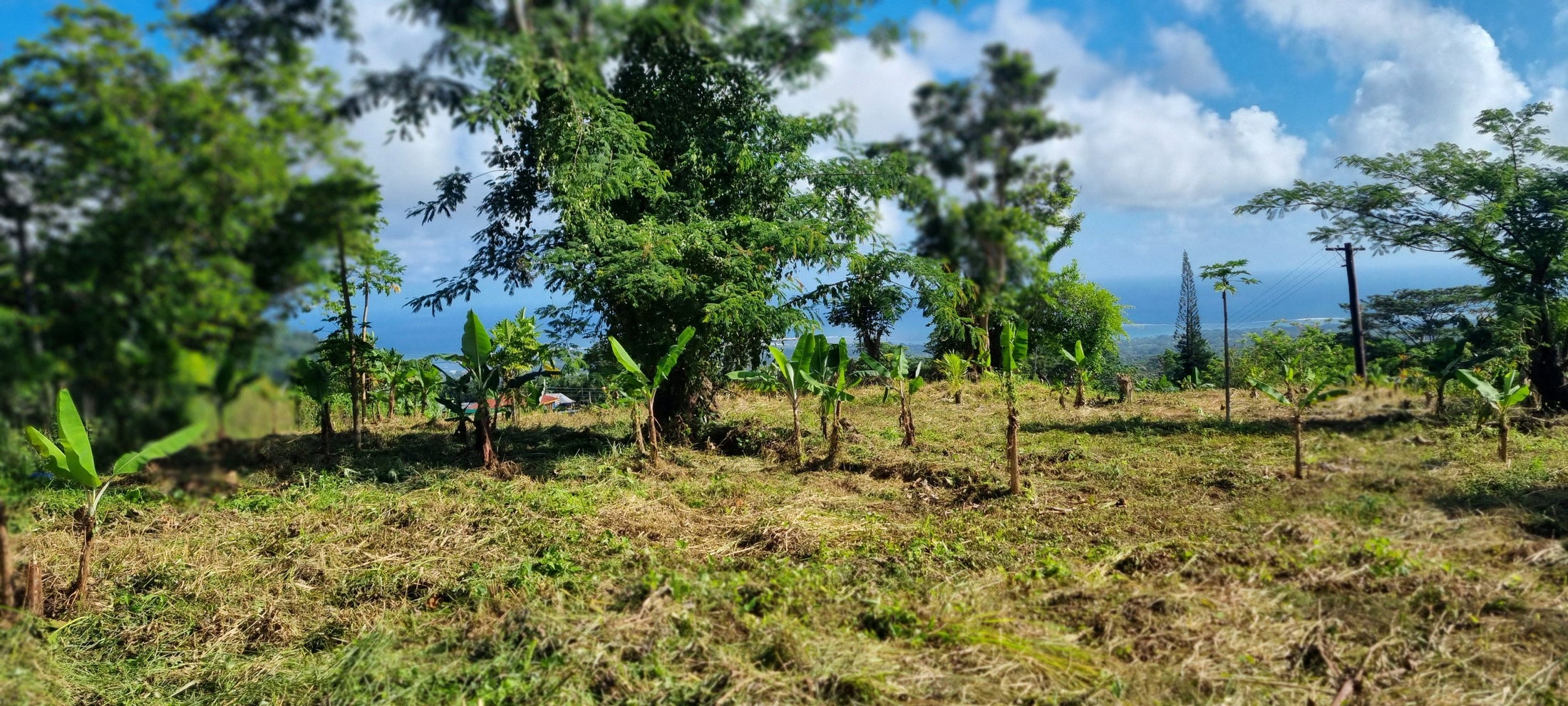 SS Real Estate Services – SS Real Estate Services Samoa